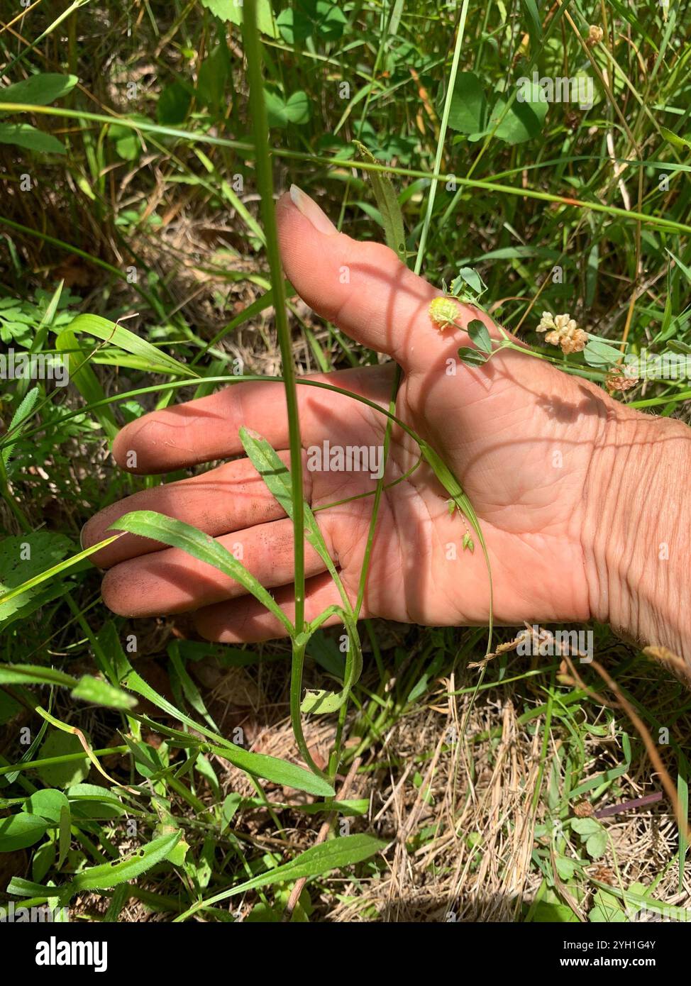 Lance-leaved Coreopsis (Coreopsis lanceolata Stock Photo - Alamy