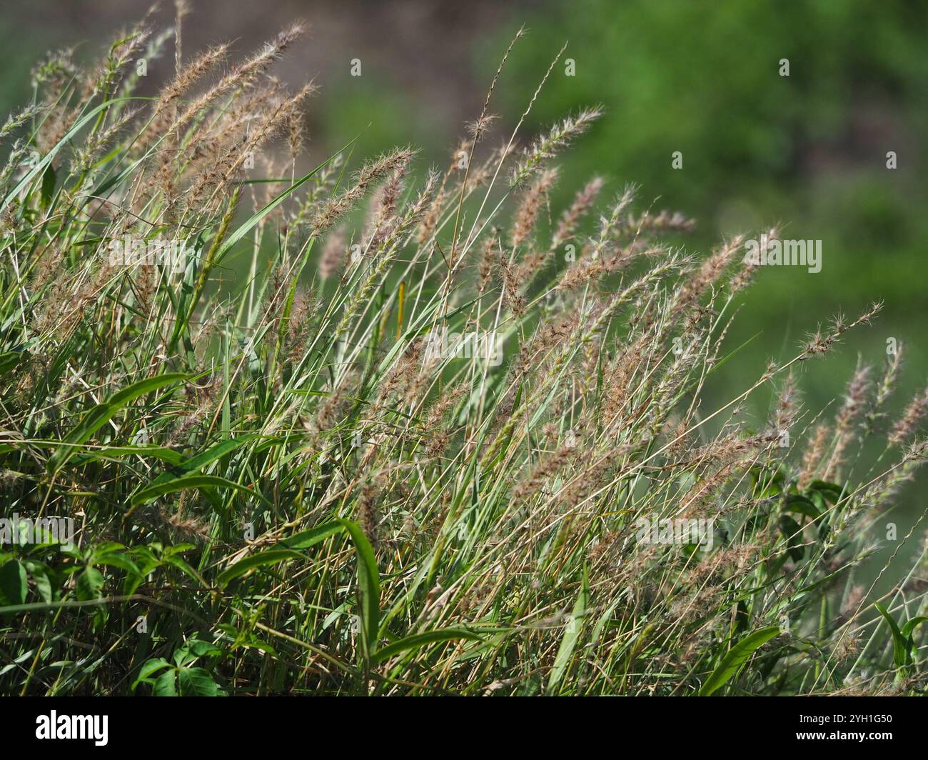 buffelgrass (Cenchrus ciliaris Stock Photo - Alamy
