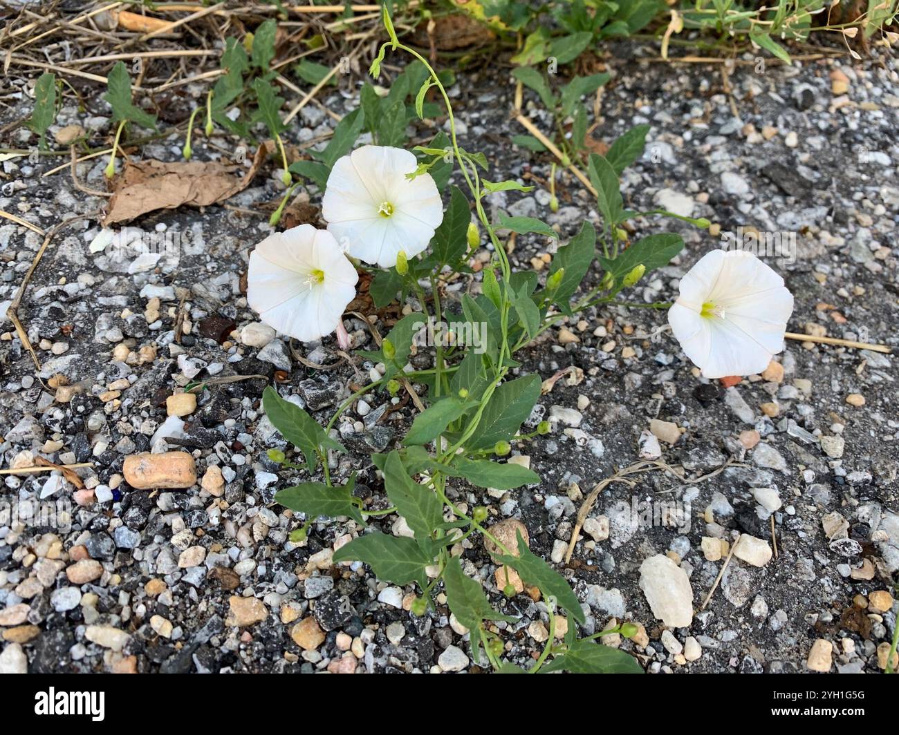 field bindweed (Convolvulus arvensis Stock Photo - Alamy