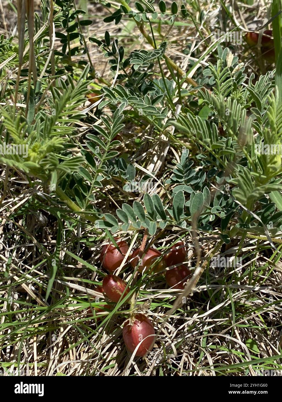 Ground-plum (Astragalus crassicarpus Stock Photo - Alamy