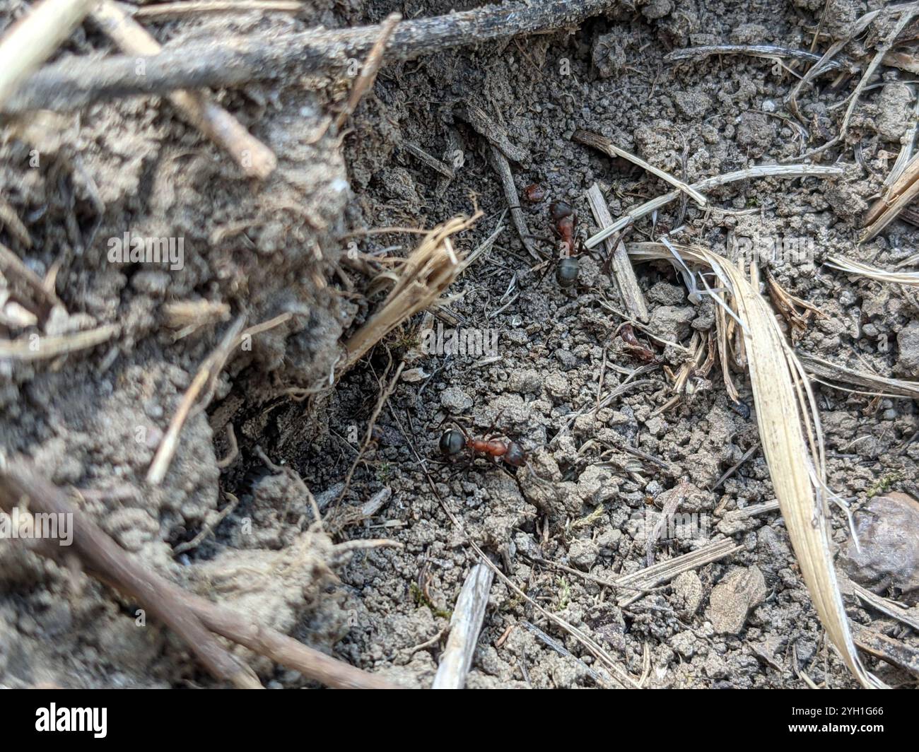 Wood, Mound, and Field Ants (Formica Stock Photo - Alamy