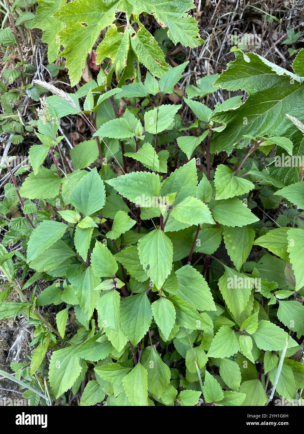 Crofton Weed (Ageratina adenophora Stock Photo - Alamy