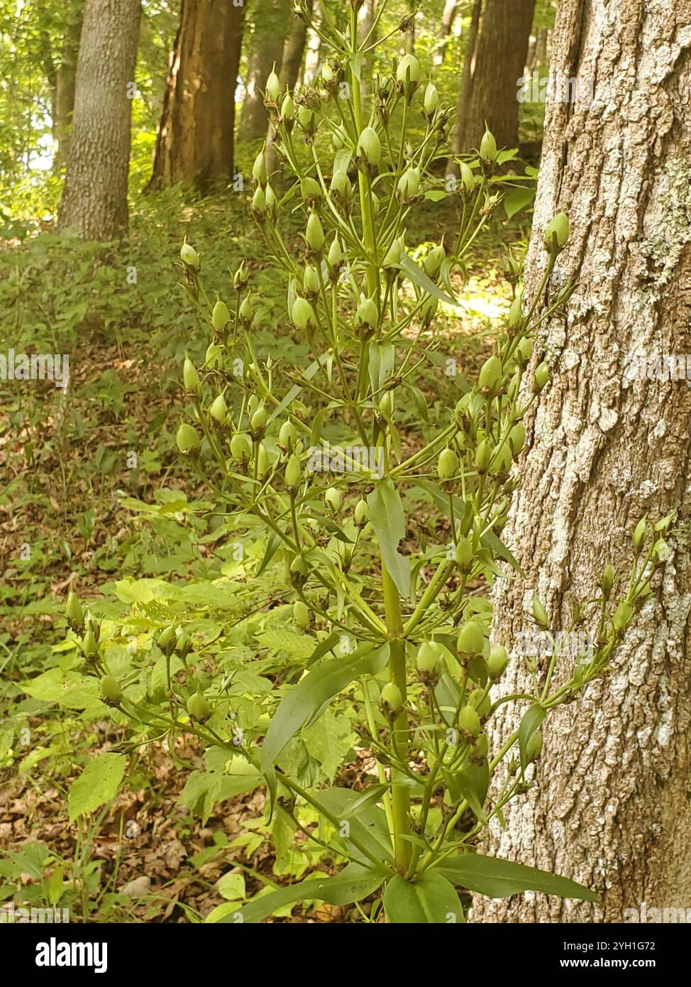 American columbo (Frasera caroliniensis Stock Photo - Alamy