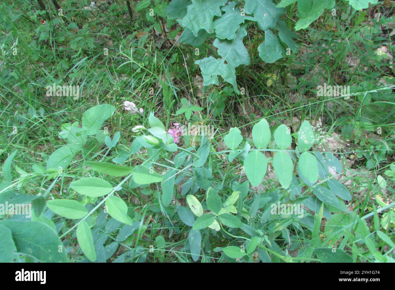 Pisiform grass-pea (Lathyrus pisiformis Stock Photo - Alamy