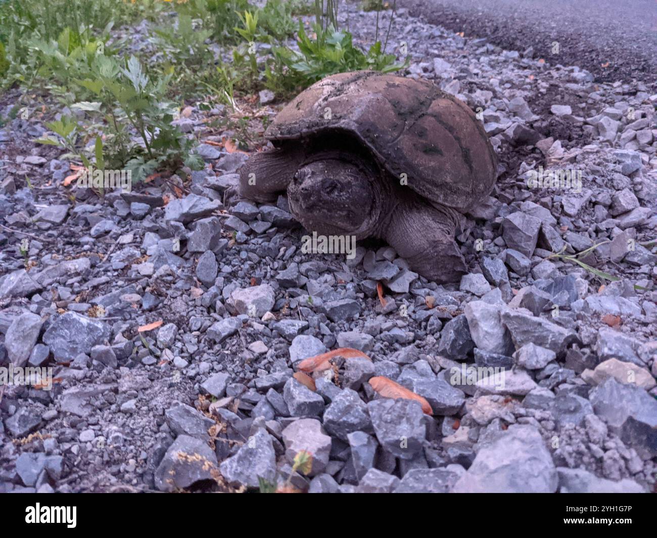 Common Snapping Turtle (Chelydra serpentina Stock Photo - Alamy