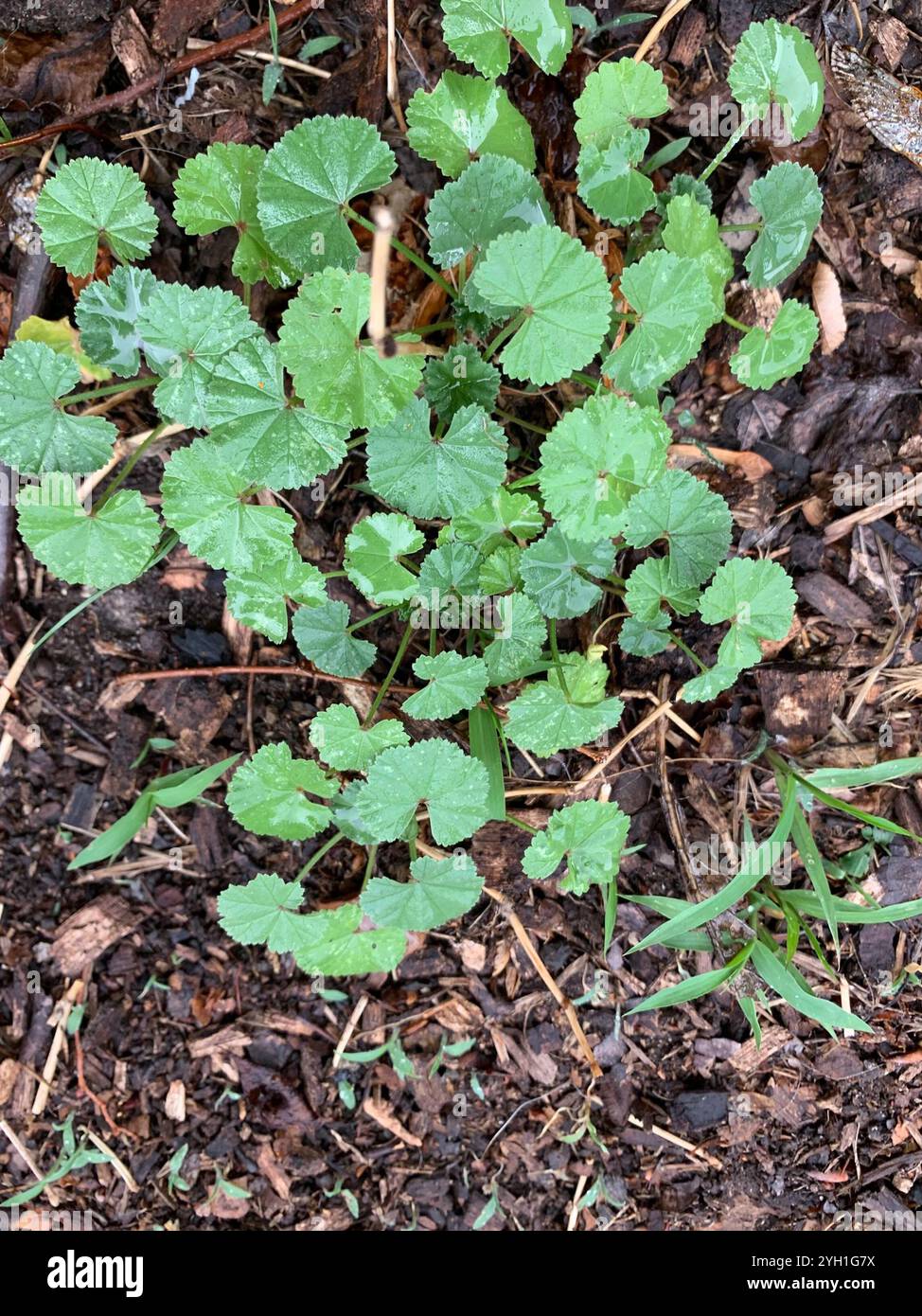dwarf mallow (Malva neglecta Stock Photo - Alamy
