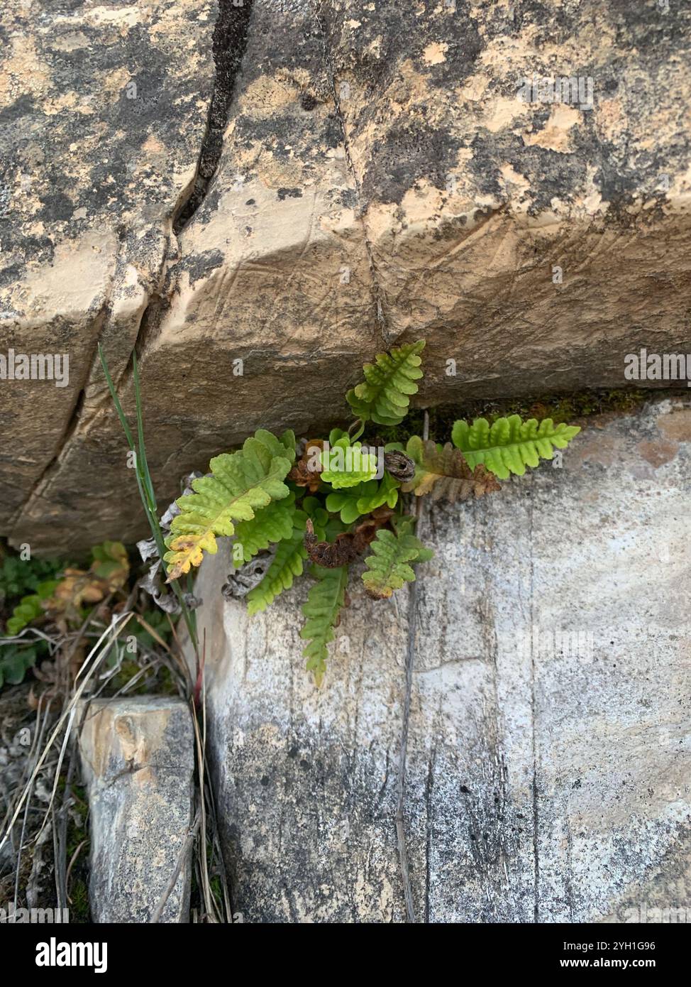western polypody (Polypodium hesperium Stock Photo - Alamy