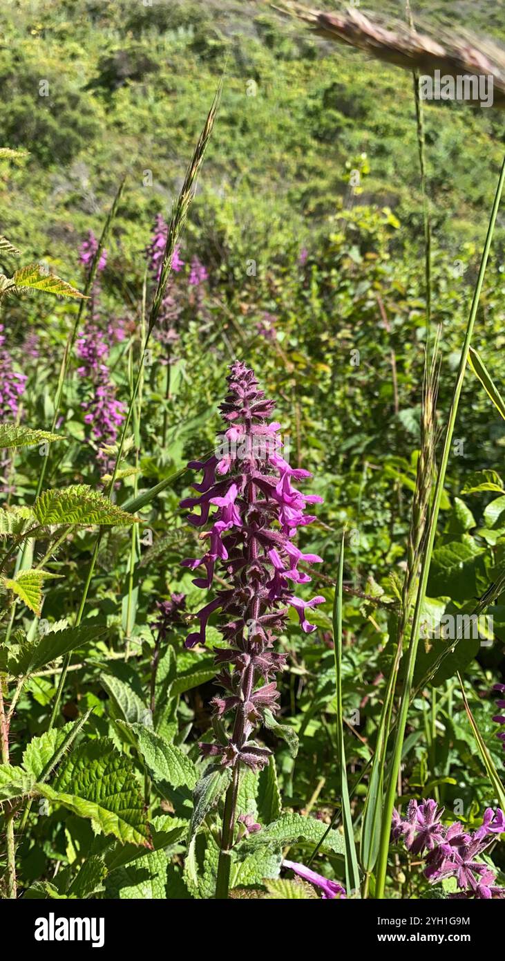 Coastal Hedge-nettle (Stachys chamissonis Stock Photo - Alamy