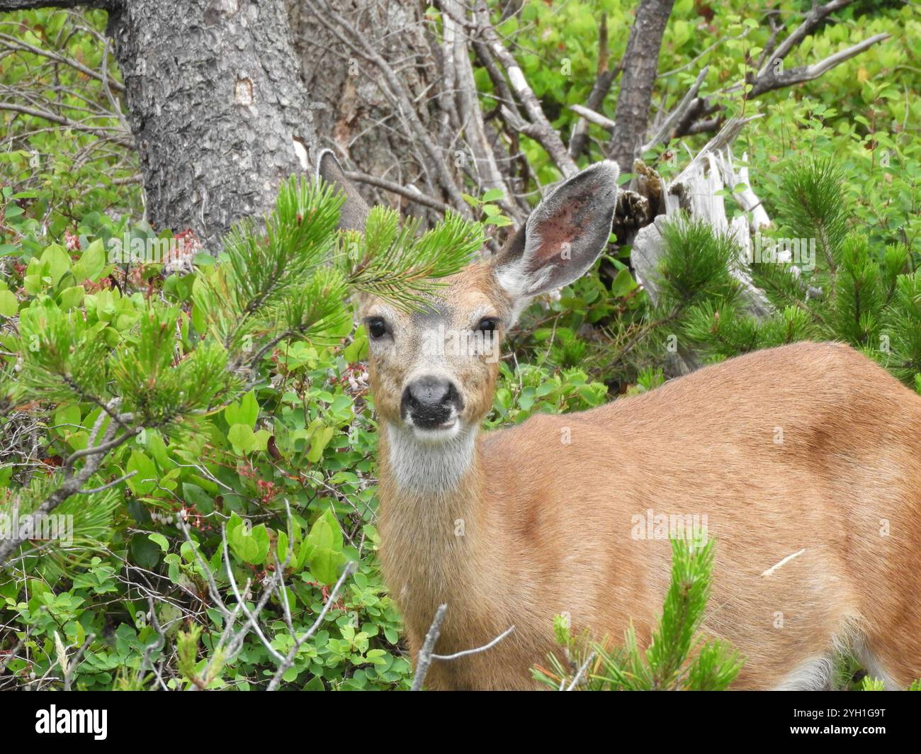 Columbian Black-tailed Deer (Odocoileus hemionus columbianus Stock ...