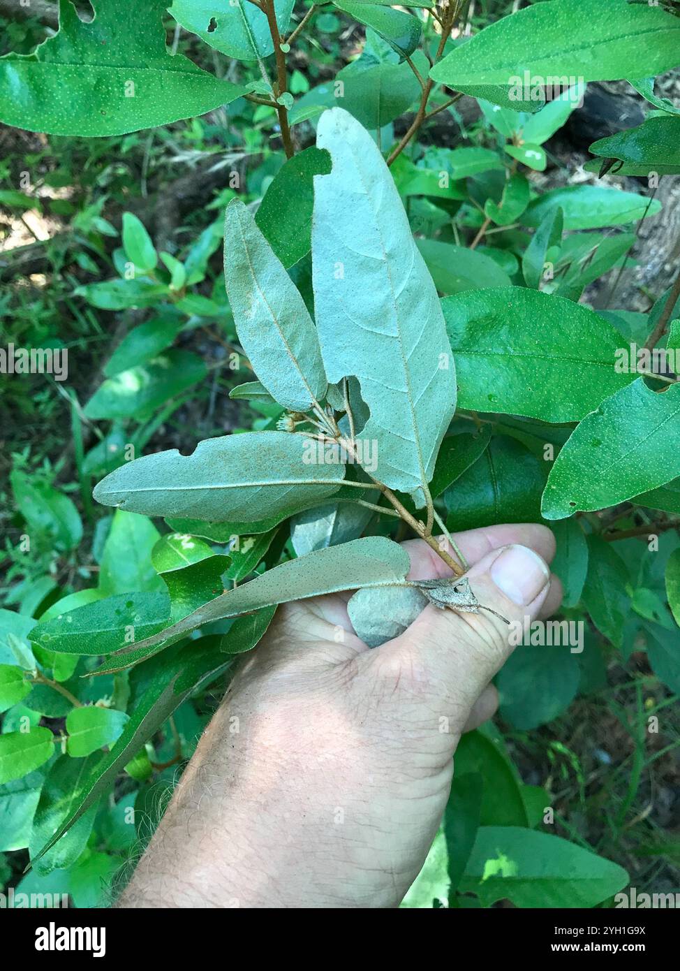 Croton alabamensis hi-res stock photography and images - Alamy