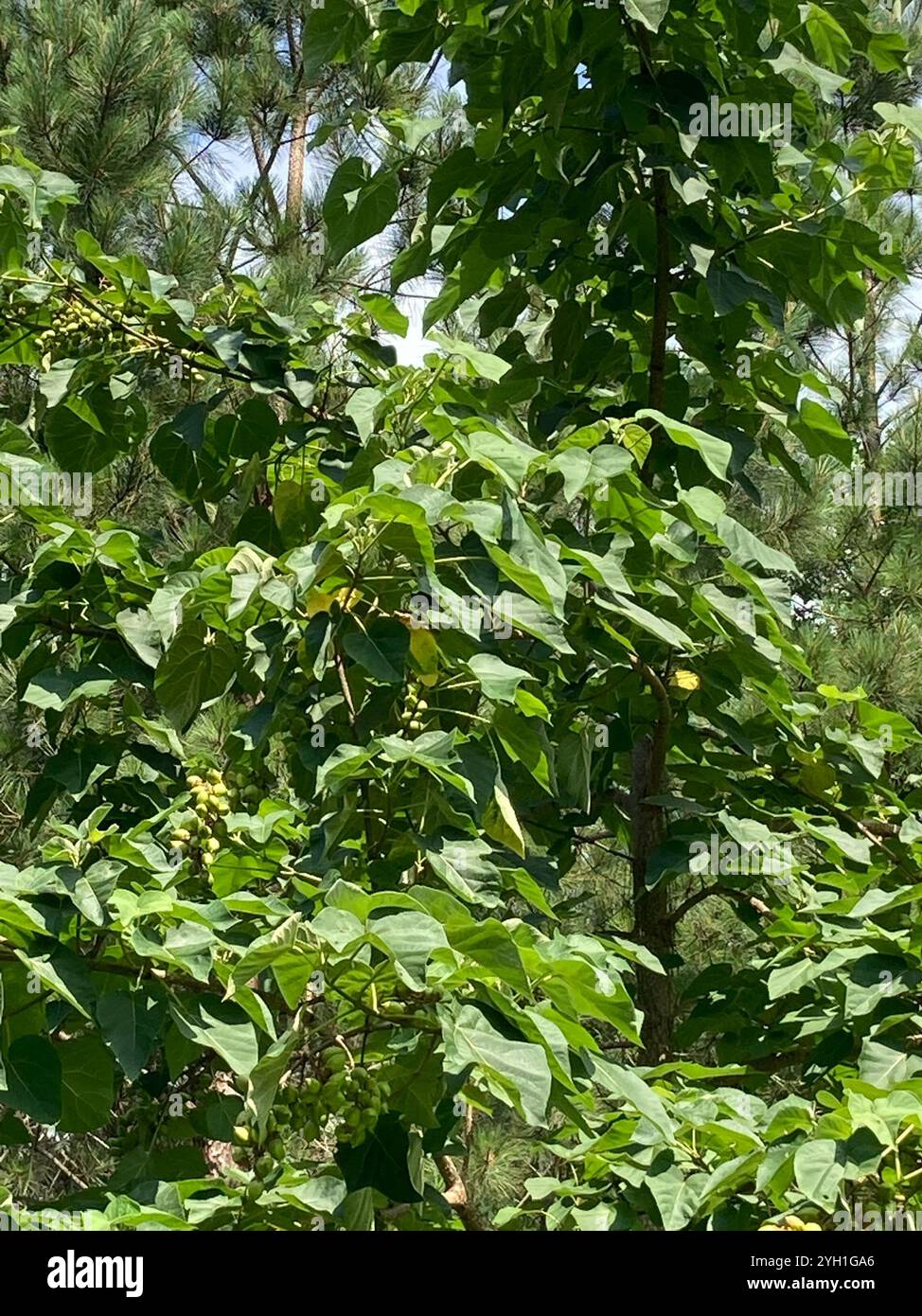 princess tree (Paulownia tomentosa Stock Photo - Alamy