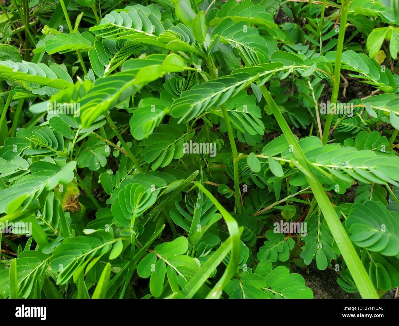 Chamberbitter (Phyllanthus urinaria Stock Photo - Alamy