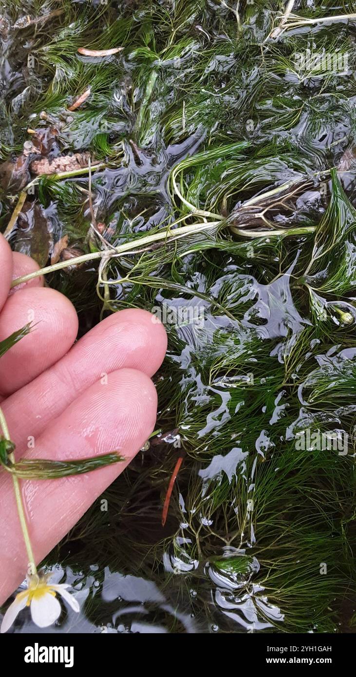 common water-crowfoot (Ranunculus aquatilis Stock Photo - Alamy