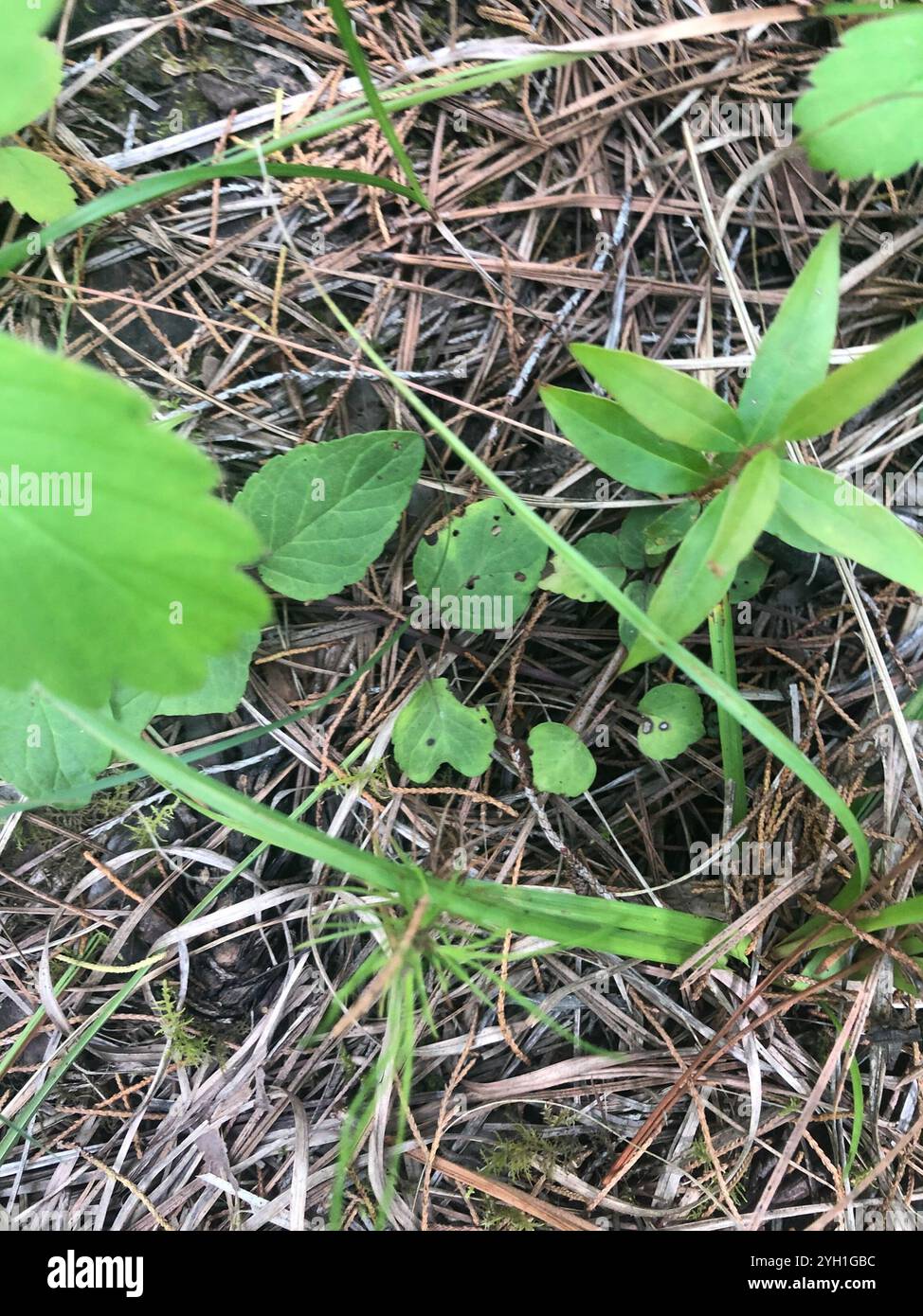 downy pagoda plant (Blephilia ciliata Stock Photo - Alamy