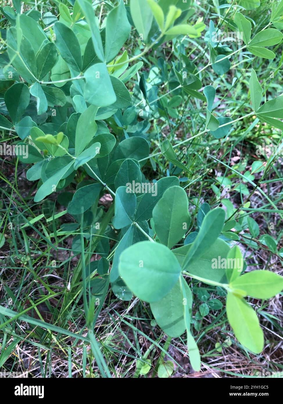 thin-pod white wild indigo (Baptisia alba macrophylla Stock Photo - Alamy