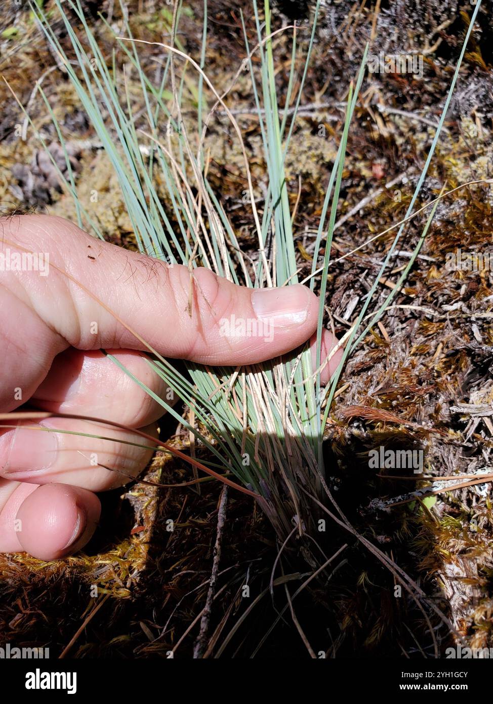 Roemer's Fescue (Festuca roemeri Stock Photo - Alamy