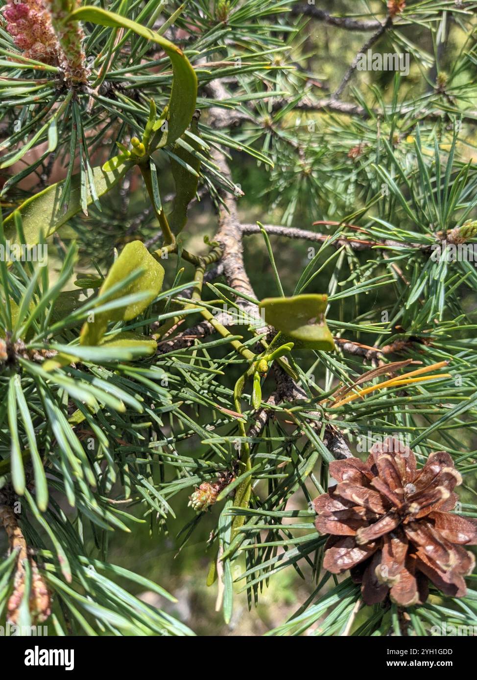 European mistletoe (Viscum album Stock Photo - Alamy