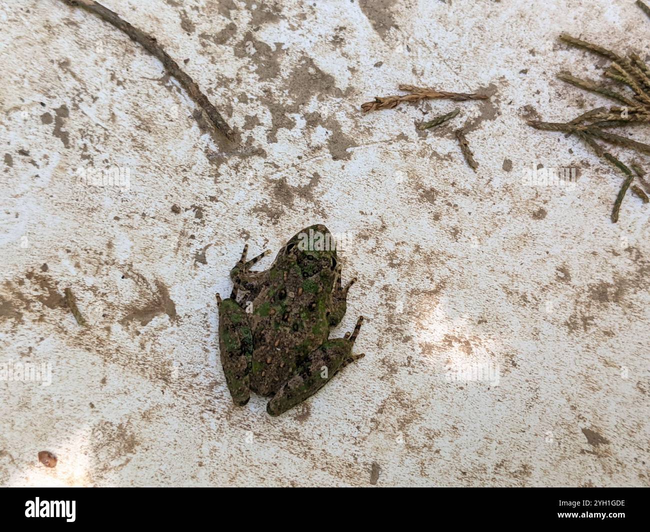 Northern Cricket Frog (Acris crepitans Stock Photo - Alamy