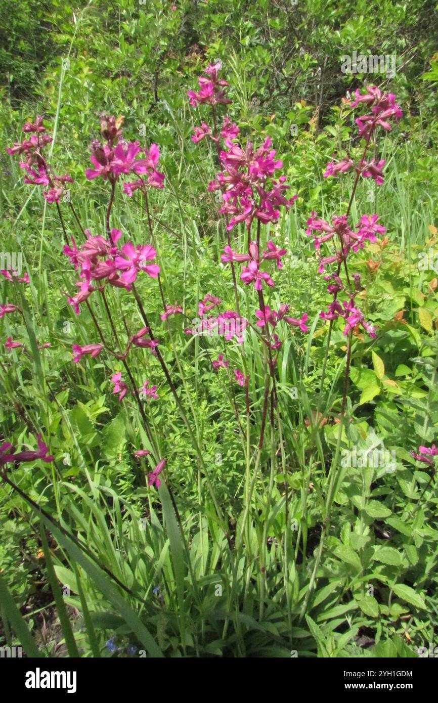 Sticky Catchfly (Viscaria vulgaris Stock Photo - Alamy