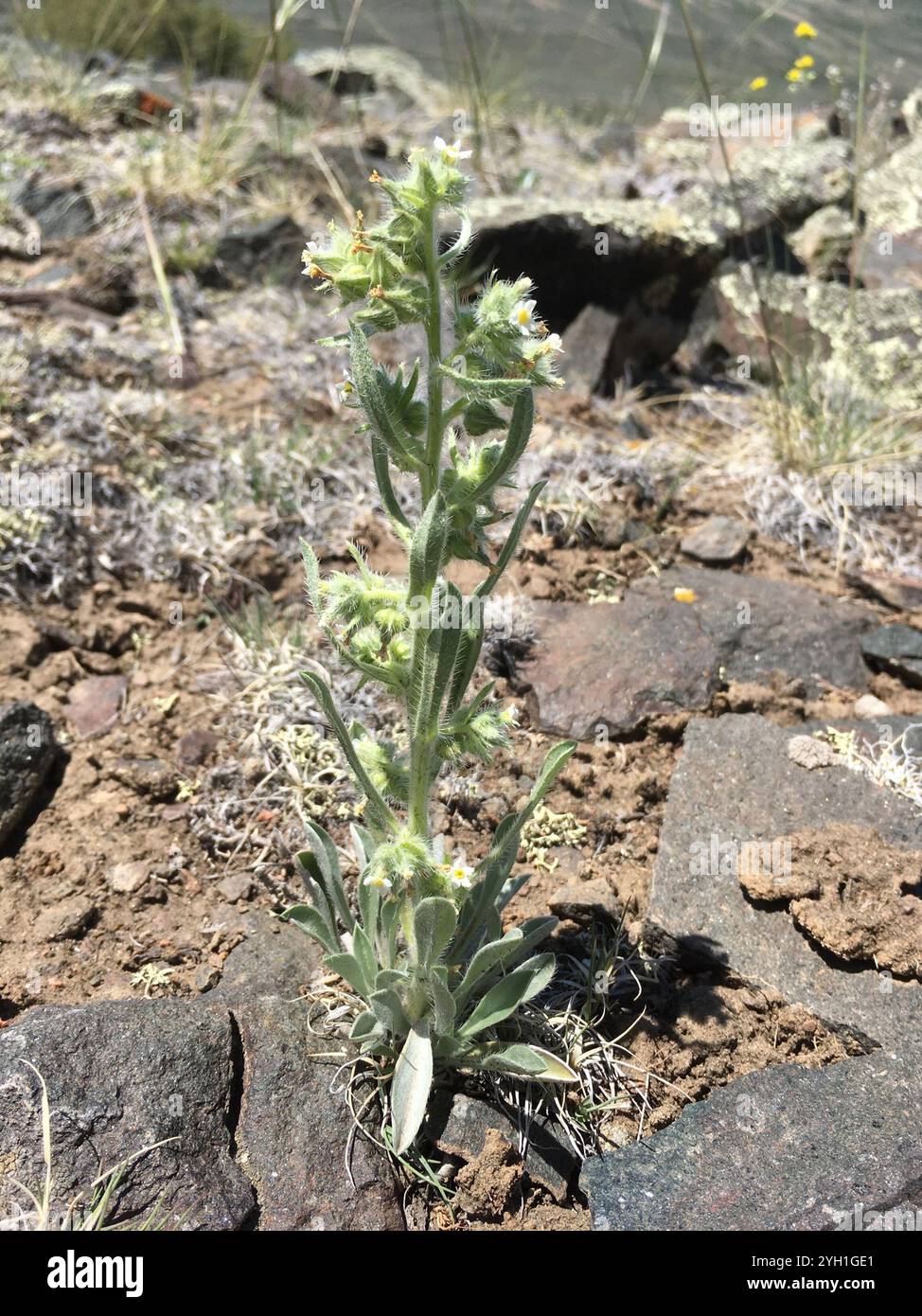 Cliffdweller's Cryptantha (Oreocarya elata Stock Photo - Alamy
