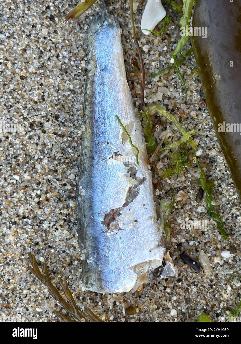 Ray-finned Fishes (Actinopterygii Stock Photo - Alamy