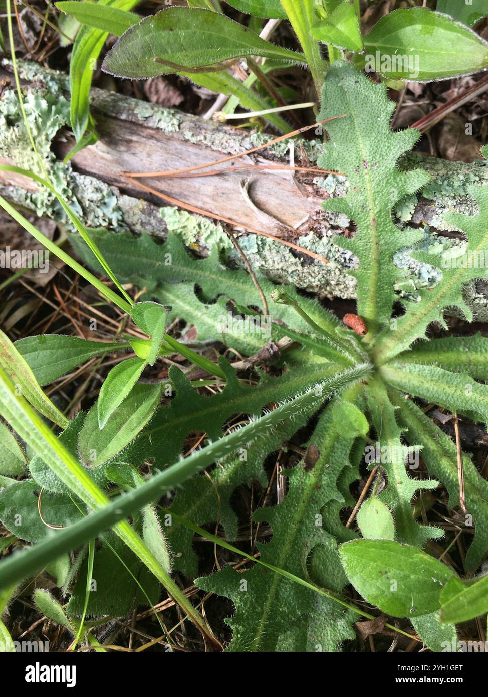 Common Cat's-ear (Hypochaeris radicata Stock Photo - Alamy