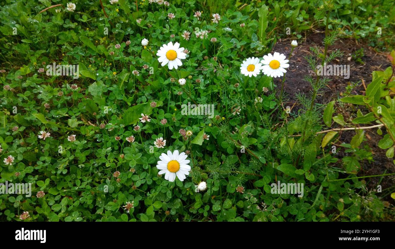 scentless mayweed (Tripleurospermum inodorum Stock Photo - Alamy