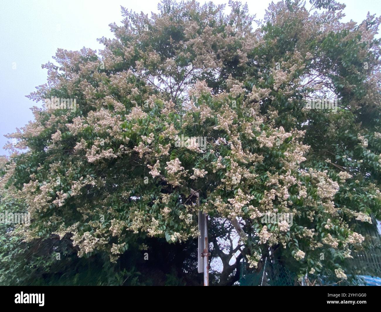 Subcostate Crape Myrtle (Lagerstroemia subcostata Stock Photo - Alamy