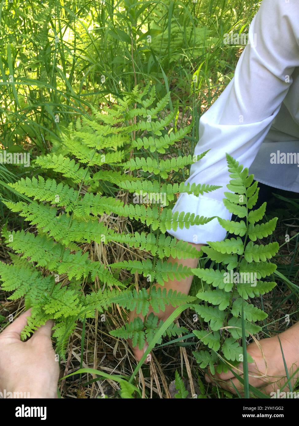 intermediate wood fern (Dryopteris intermedia Stock Photo - Alamy