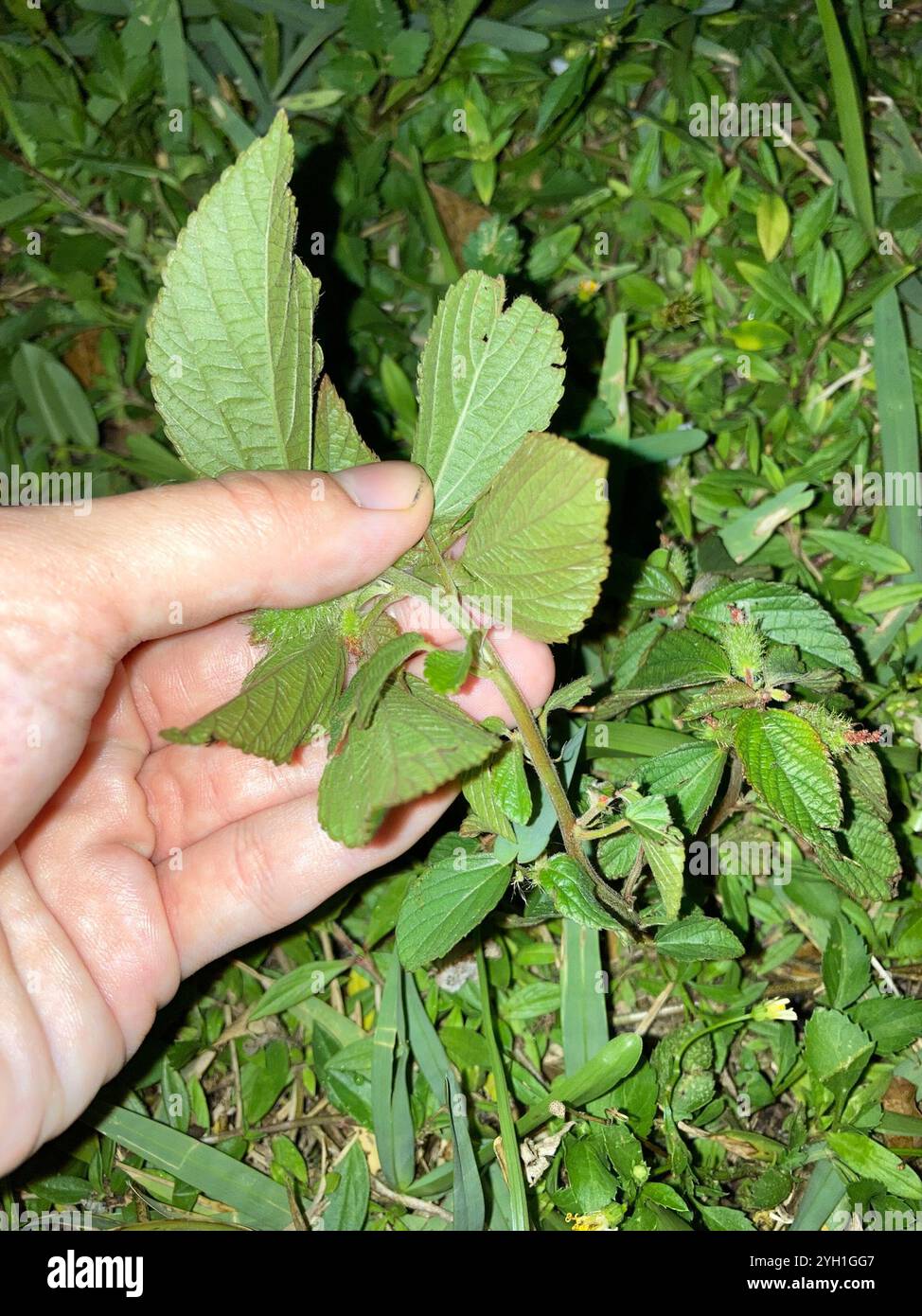 Field Copperleaf (Acalypha arvensis Stock Photo - Alamy