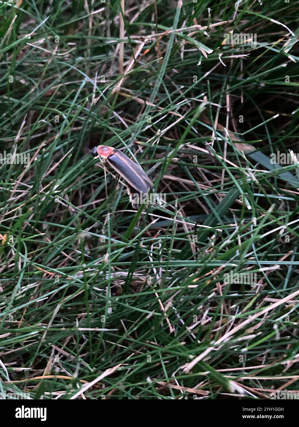Common Eastern Firefly (Photinus pyralis Stock Photo - Alamy