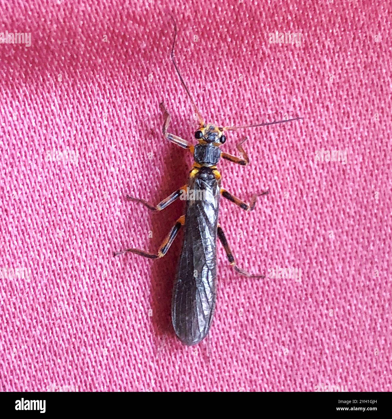 Common Stoneflies (Perlidae Stock Photo - Alamy