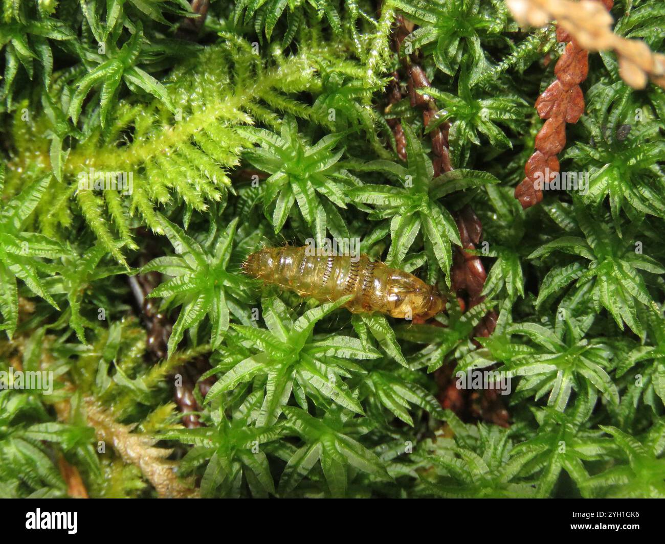 Winged and Once-winged Insects (Pterygota Stock Photo - Alamy