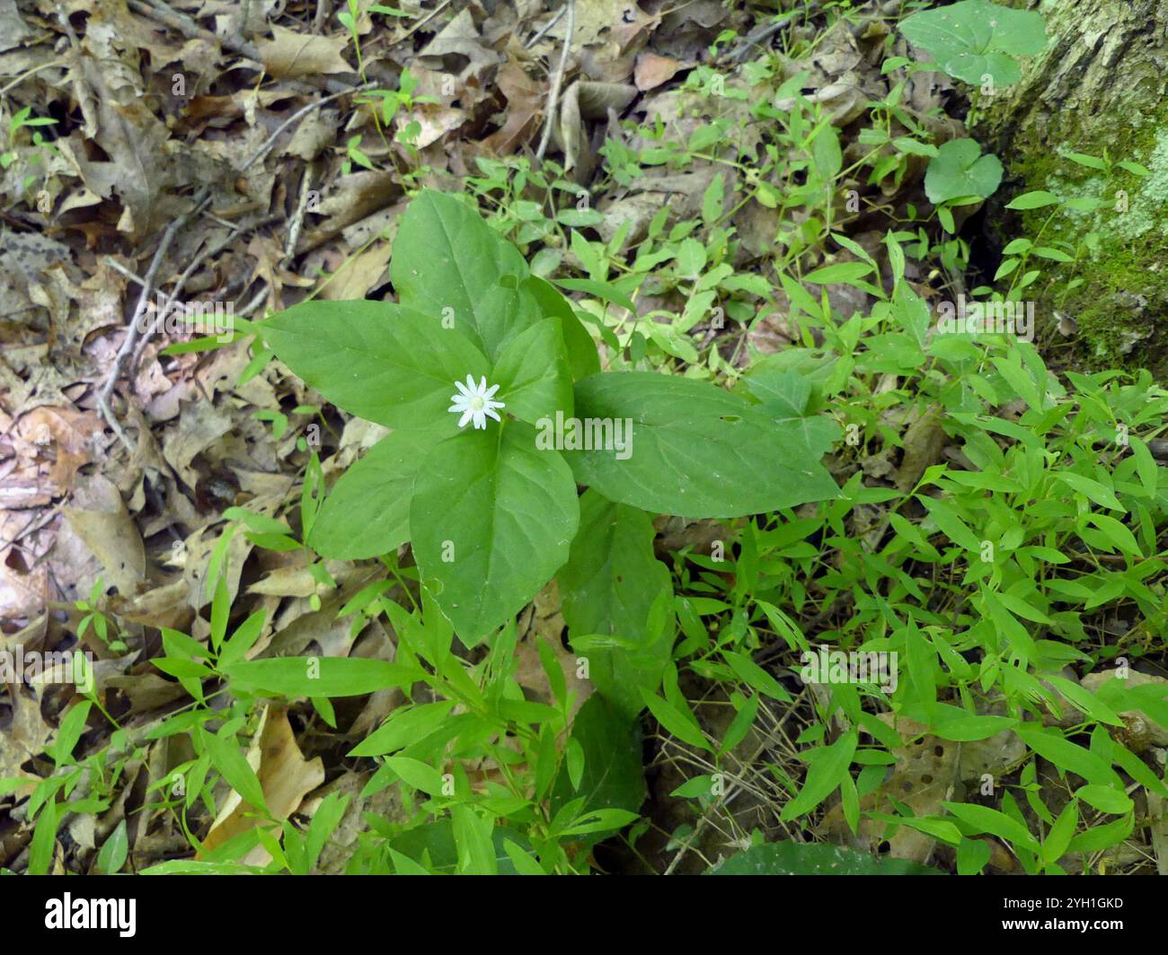 star chickweed (Stellaria pubera Stock Photo - Alamy