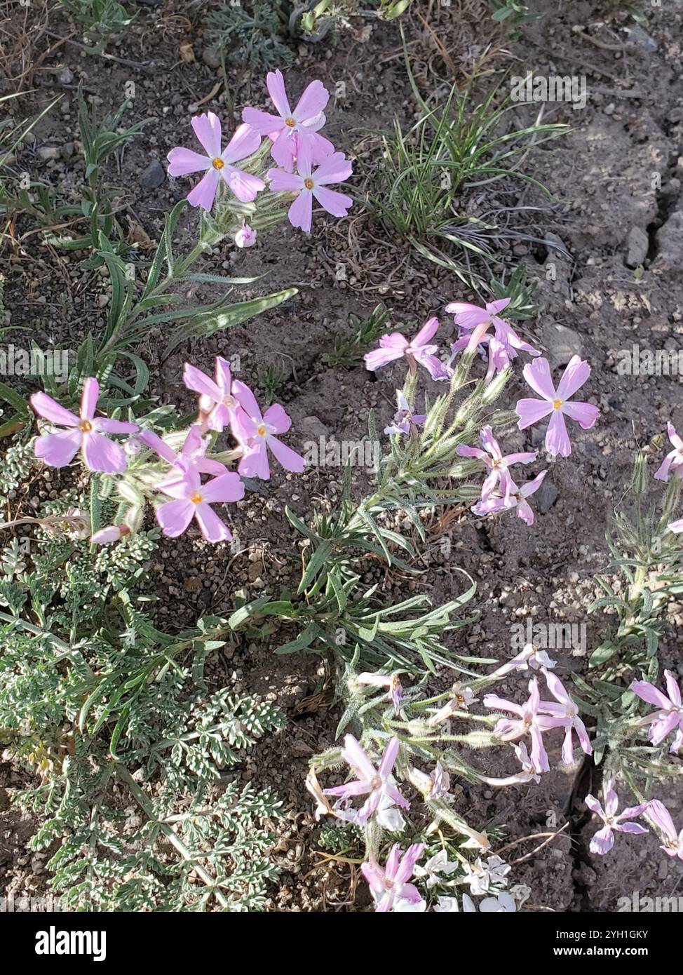 Longleaf Phlox (Phlox longifolia Stock Photo - Alamy