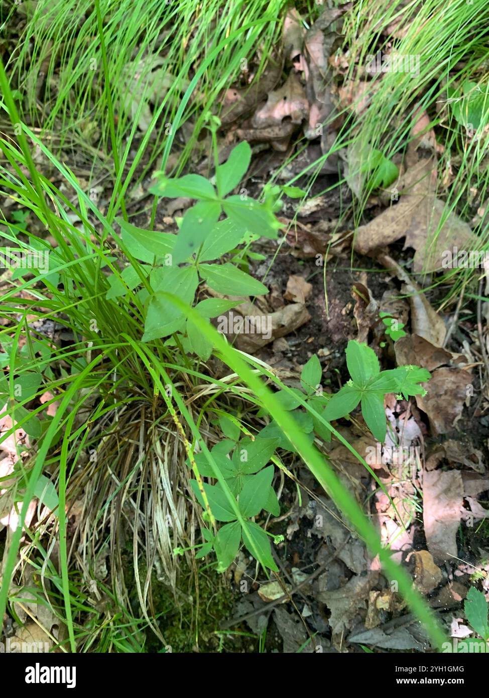 licorice bedstraw (Galium circaezans Stock Photo - Alamy