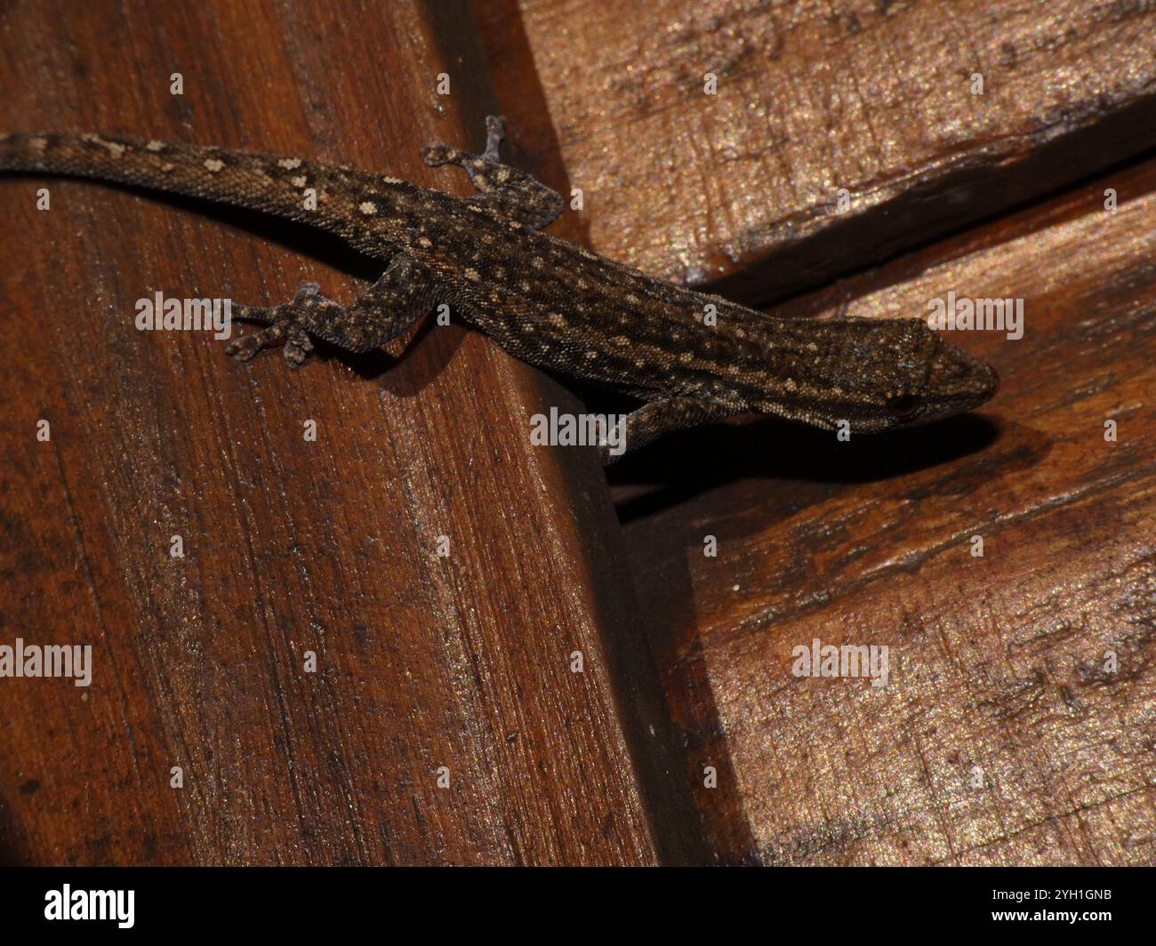 Common Dwarf Gecko (Lygodactylus capensis Stock Photo - Alamy