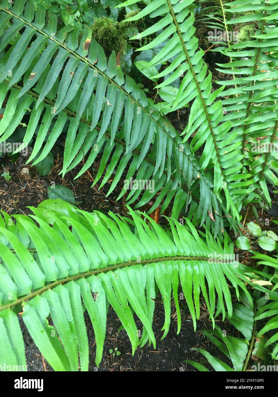 western sword fern (Polystichum munitum Stock Photo - Alamy