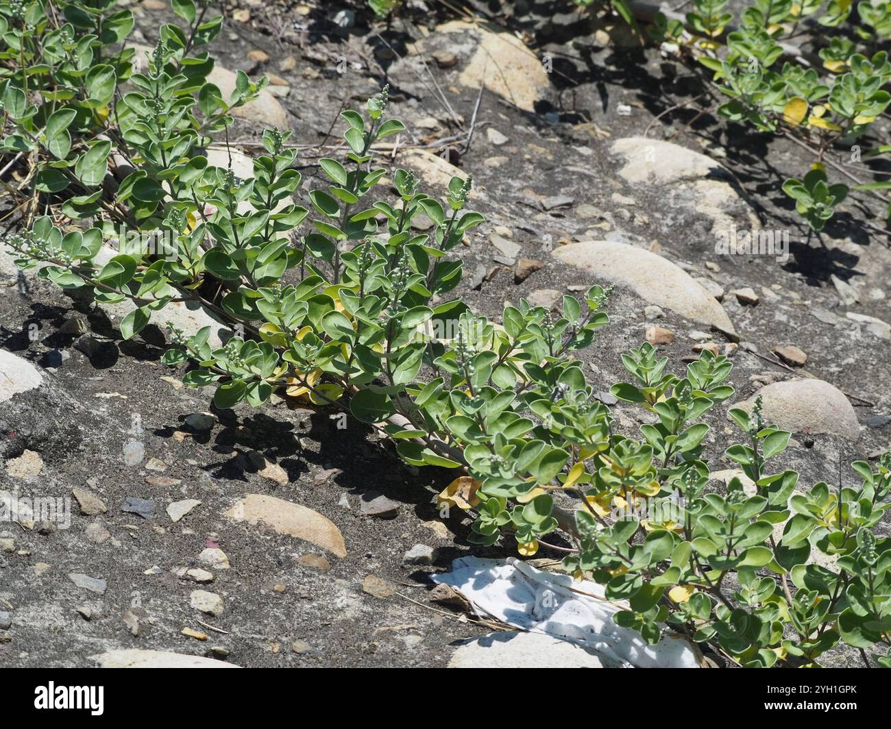 Beach Vitex (Vitex rotundifolia Stock Photo - Alamy