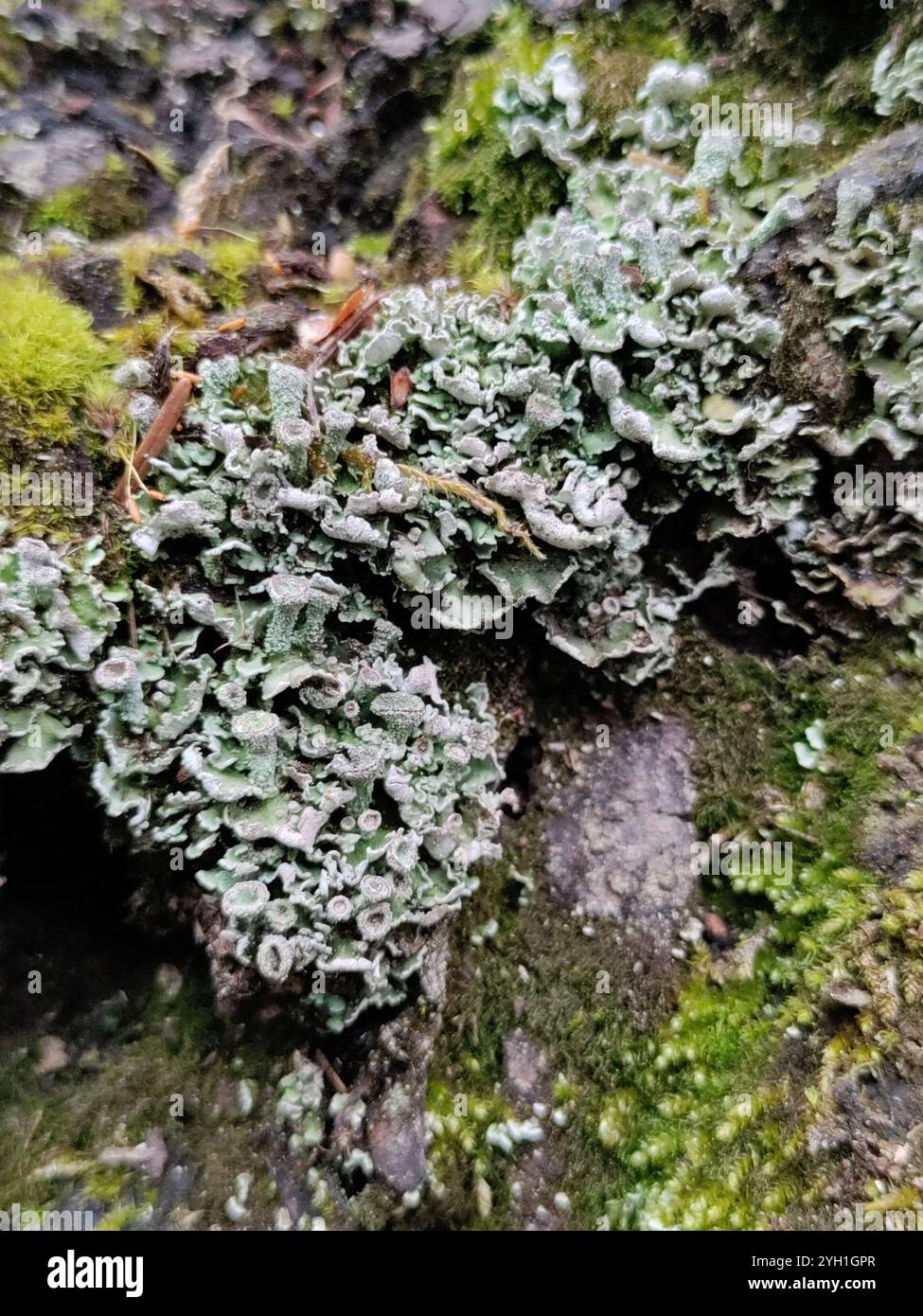 common lichens (Lecanoromycetes Stock Photo - Alamy