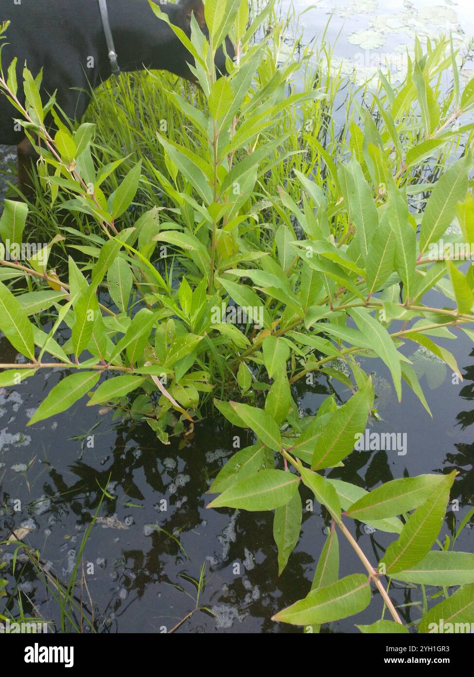 swamp loosestrife (Decodon verticillatus Stock Photo - Alamy