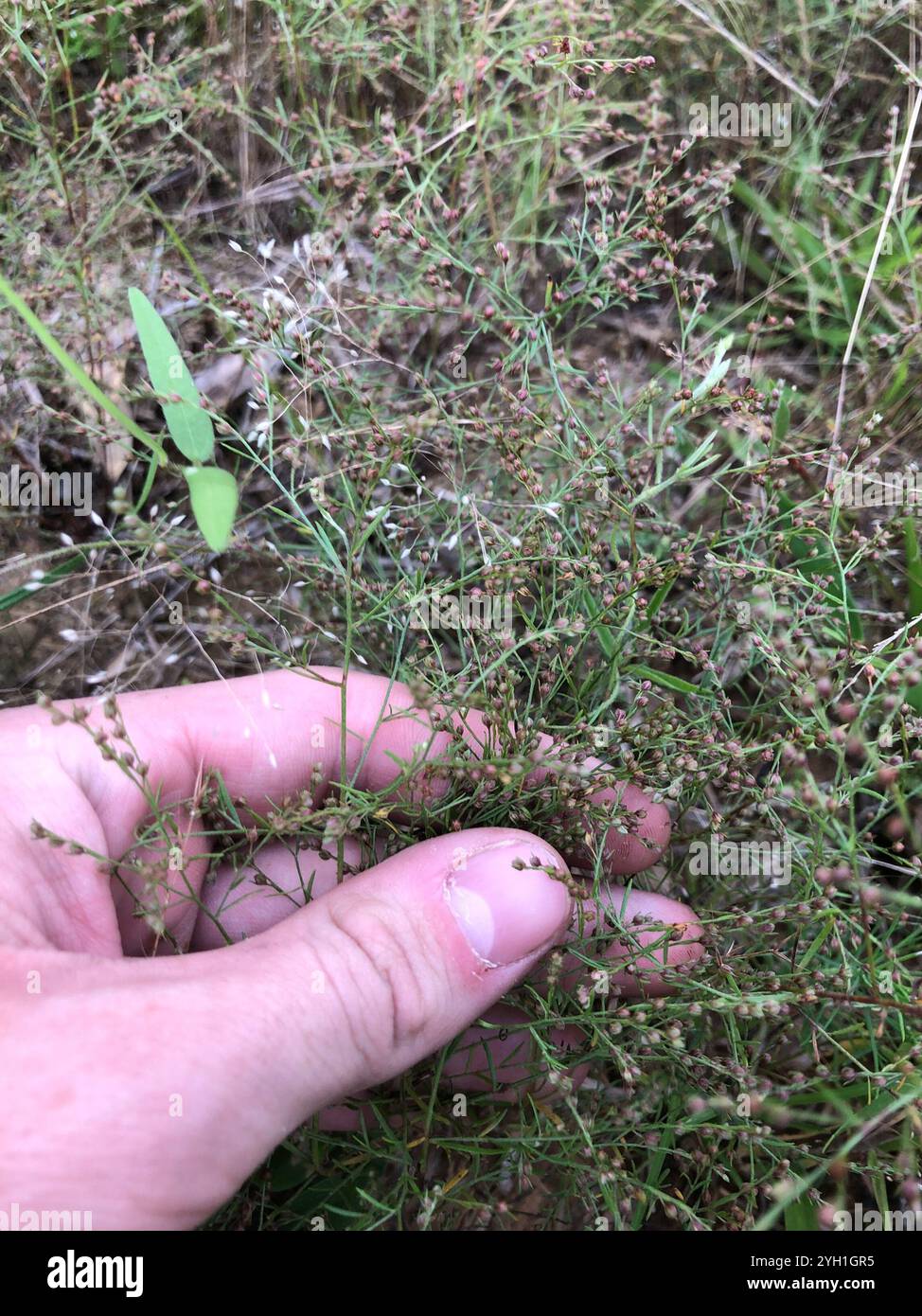 slender pinweed (Lechea tenuifolia Stock Photo - Alamy