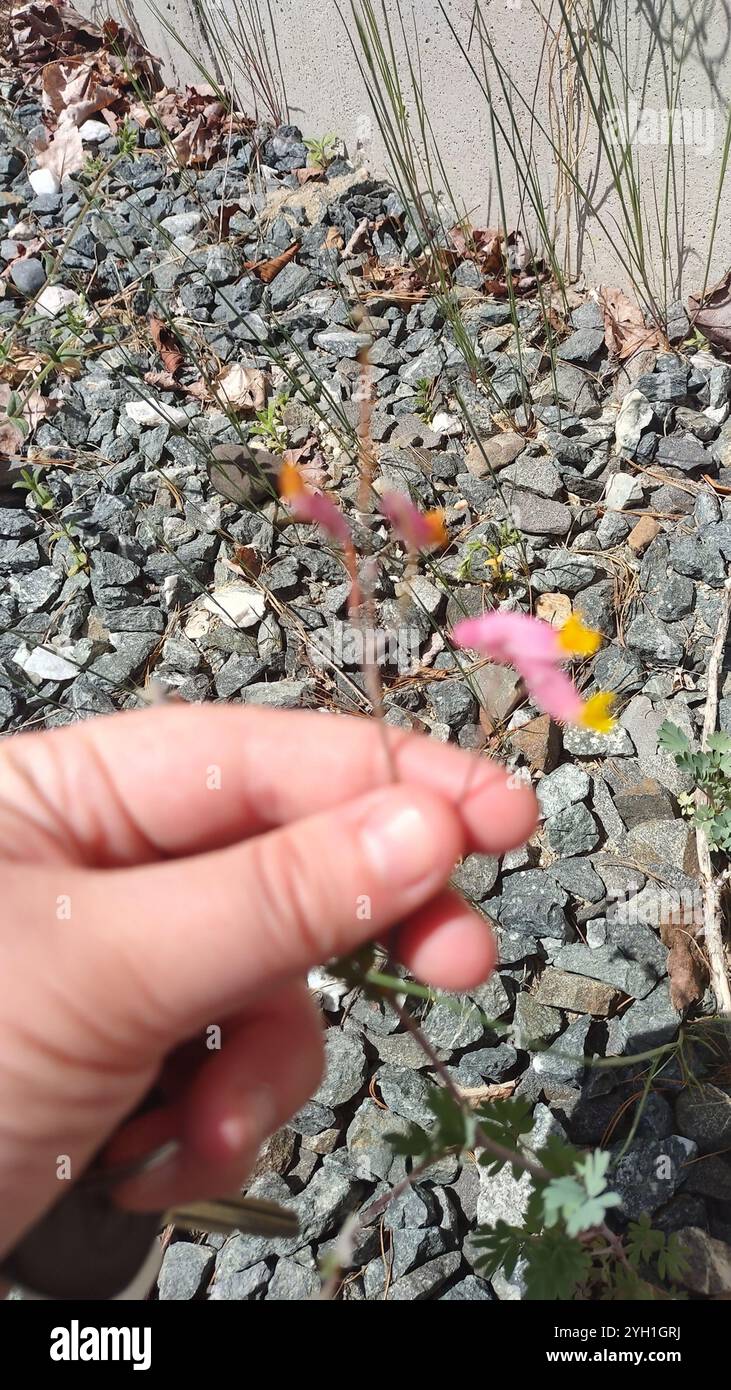 Capnoides sempervirens hi-res stock photography and images - Alamy