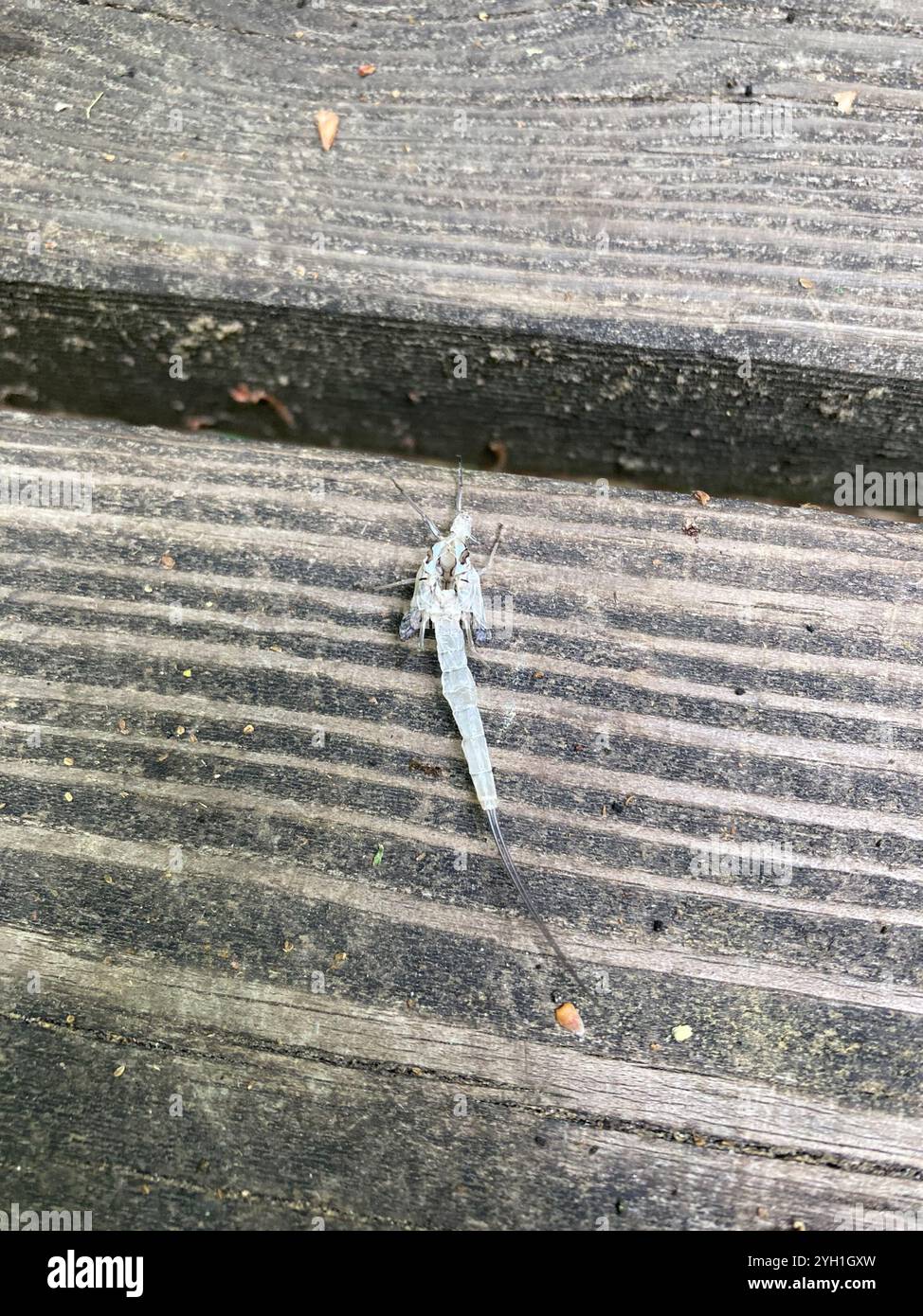 Ephemeridae hi-res stock photography and images - Alamy