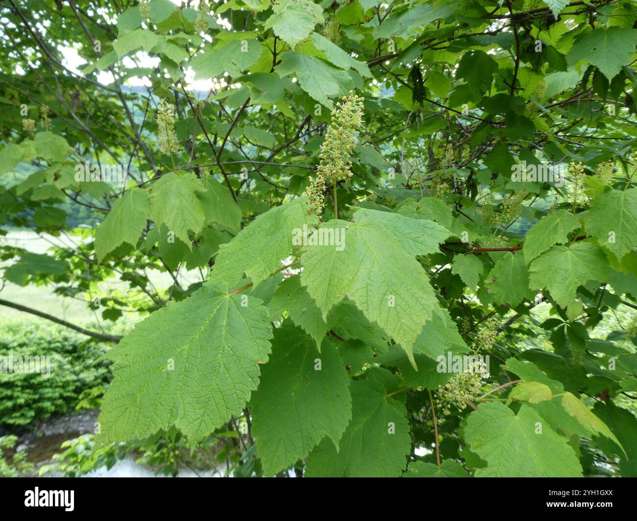 Mountain Maple (Acer spicatum Stock Photo - Alamy