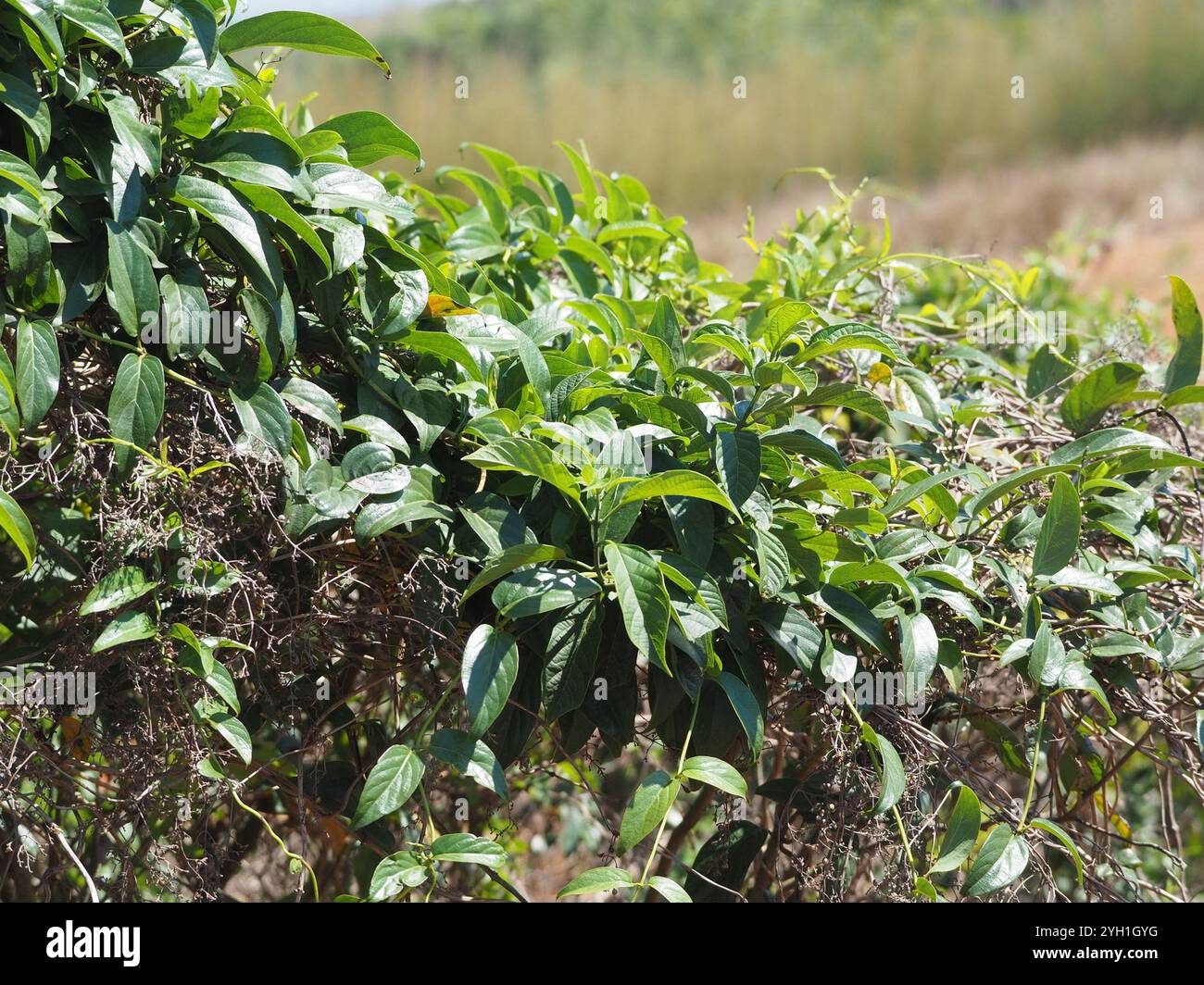 skunk vine (Paederia foetida Stock Photo - Alamy