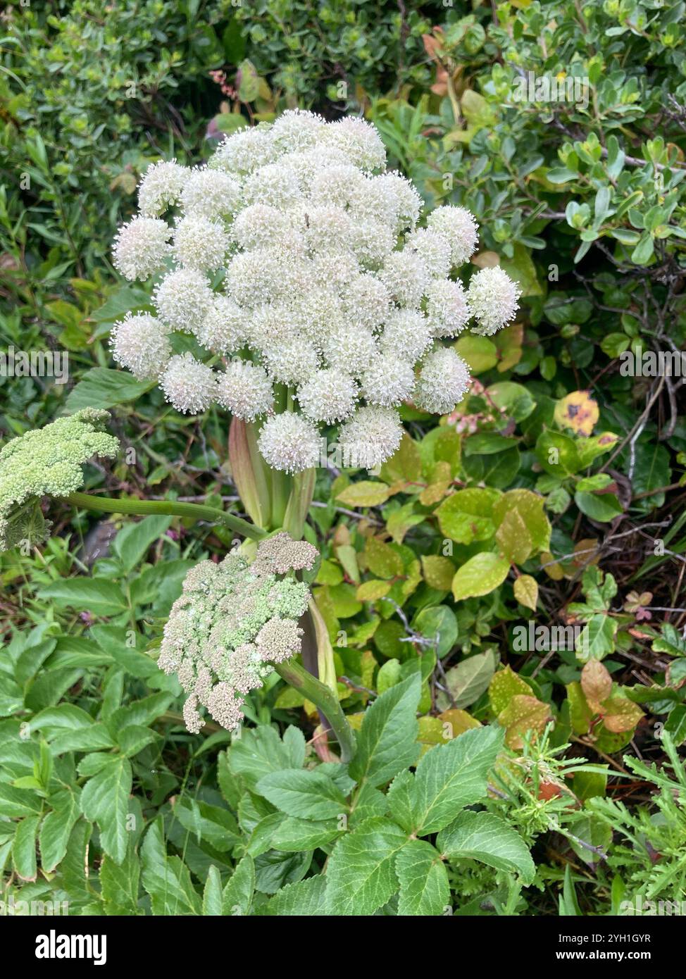 sea-watch (Angelica lucida Stock Photo - Alamy