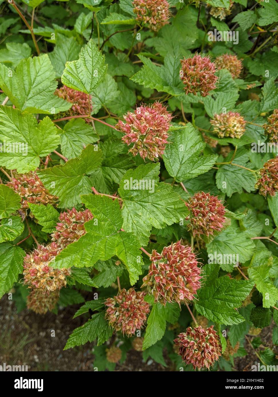 Pacific ninebark (Physocarpus capitatus Stock Photo - Alamy