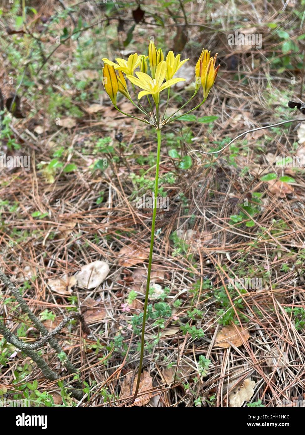 Golden brodiaea hi-res stock photography and images - Alamy