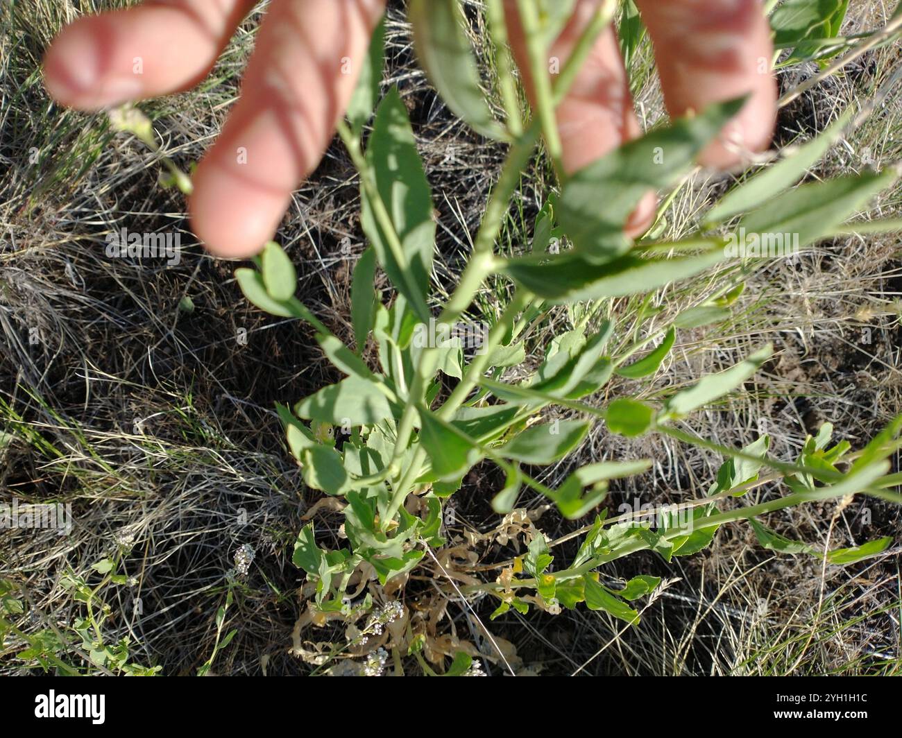 broadleaved pepperweed (Lepidium latifolium Stock Photo - Alamy